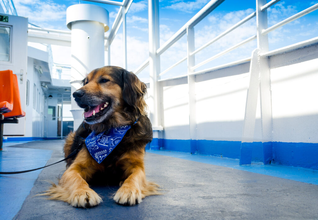 Travelling with a dog on a ferry - FAQs